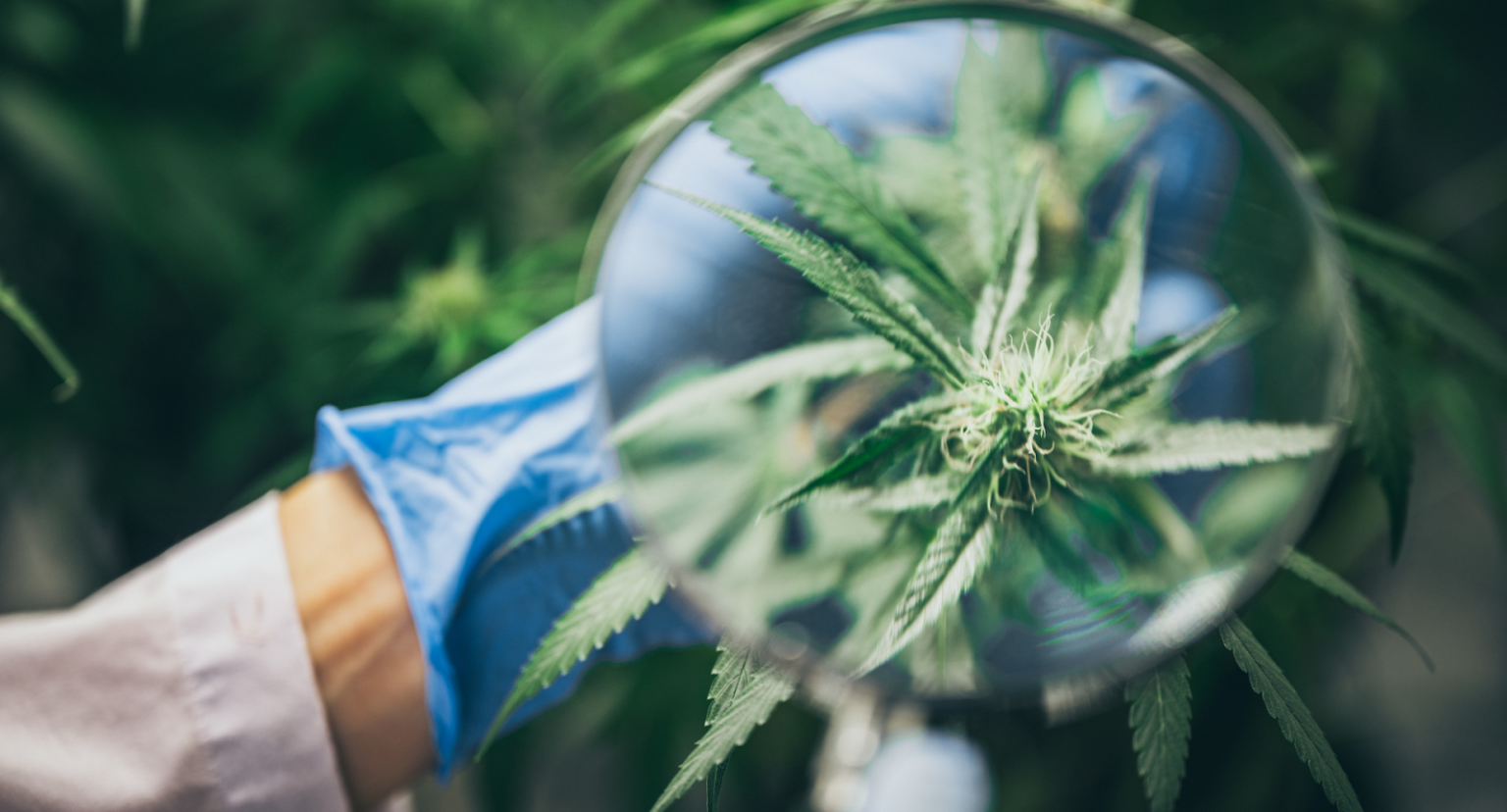 Schedule 3 Drugs – Meaning, Examples & Guide 2025